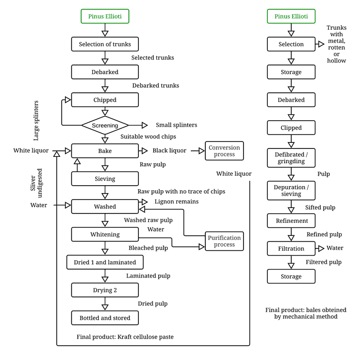 Bacterial cellulose: a promising alternative to diversify paper ...